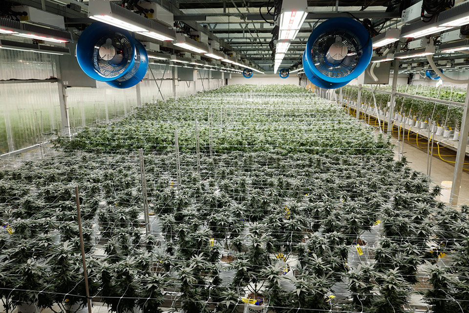 Bio365: Premium Biochar & Plant Growth Solutions | bio365