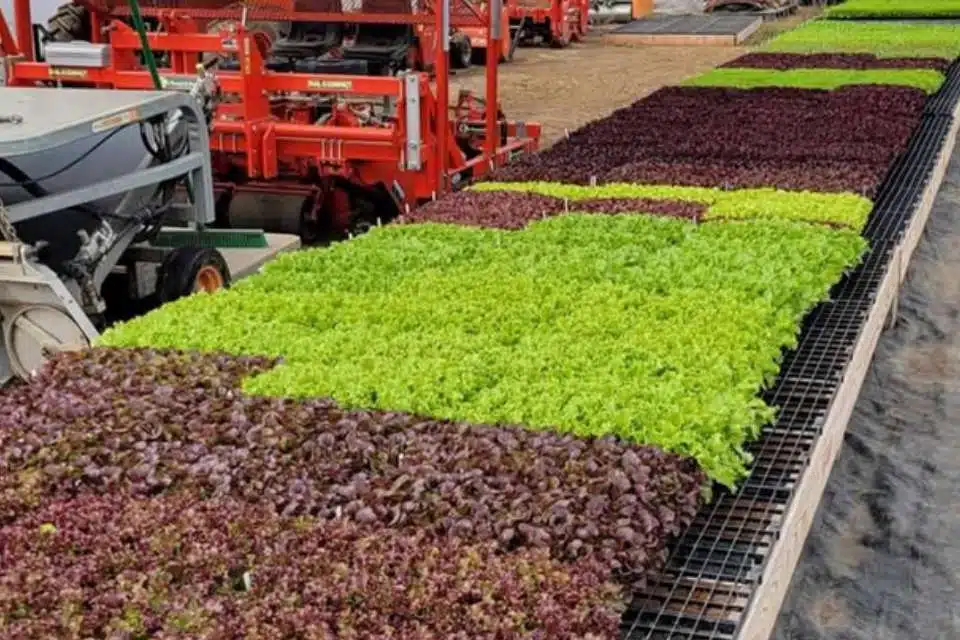 Crops & Biochar: Improve Plant Health with bio365 Solutions | bio365