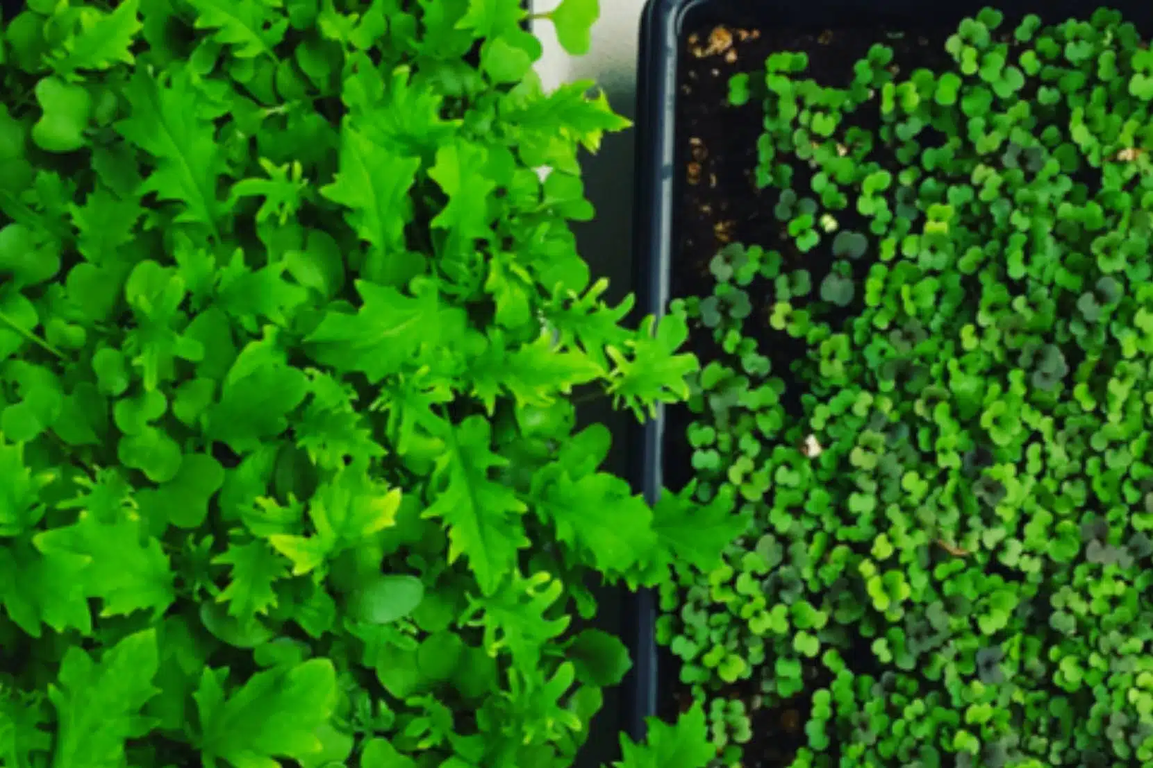 What Makes Our Soil Unique: Living, Bioavailable Media | bio 365