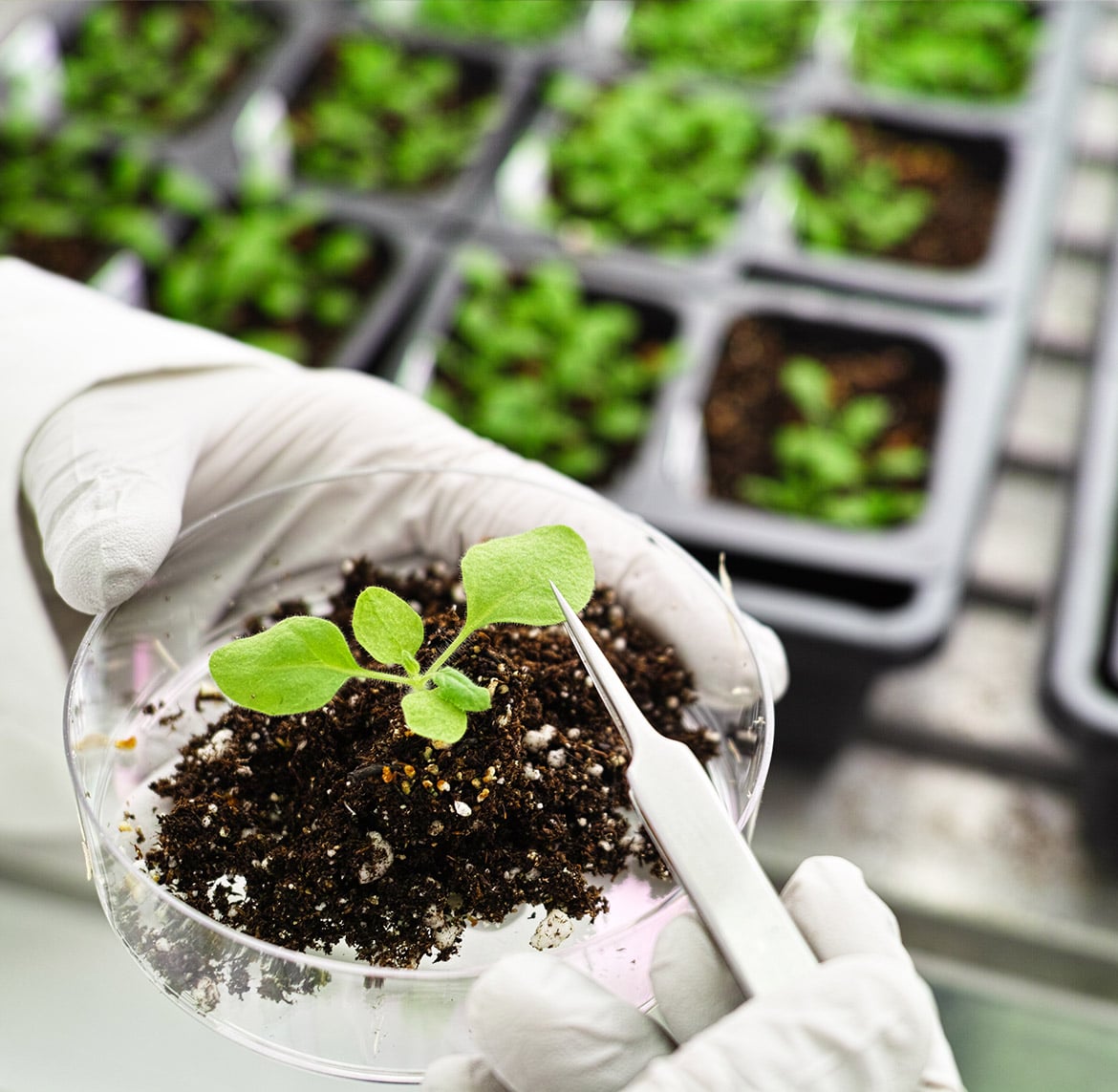 Bio365: Premium Biochar & Plant Growth Solutions | bio365