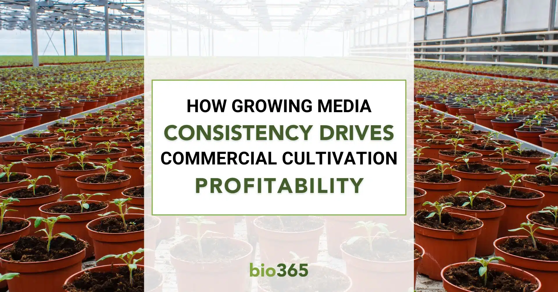 Bio365: Premium Biochar & Plant Growth Solutions | bio365